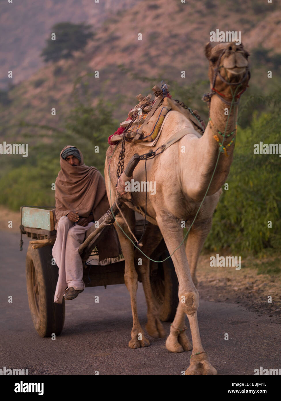 Camel Pulling High Resolution Stock Photography and Images - Alamy