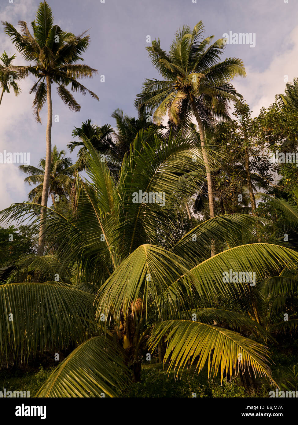 Palm trees in Kerala, South India Stock Photo - Alamy