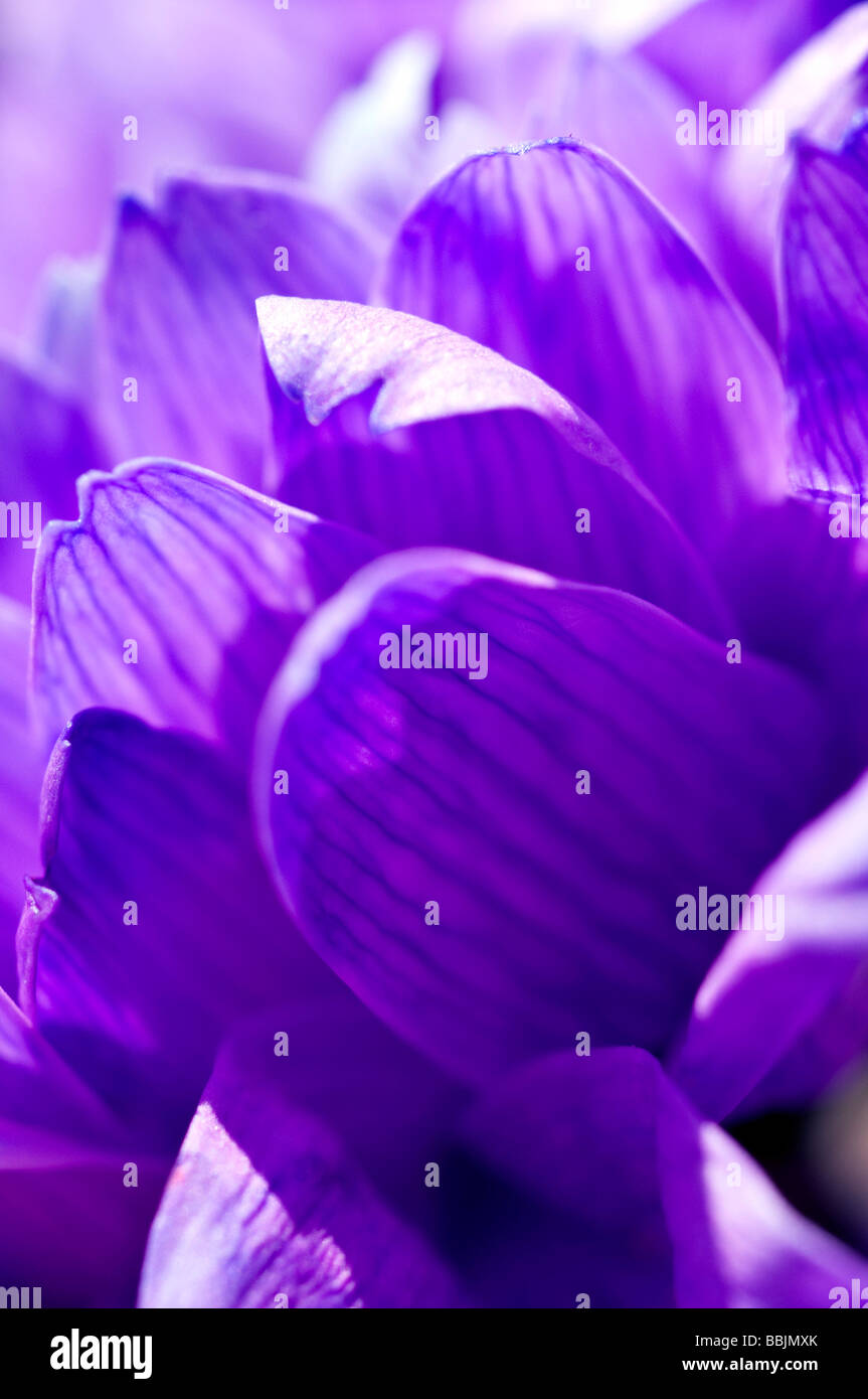 Macro photo of plant sap hi-res stock photography and images - Alamy