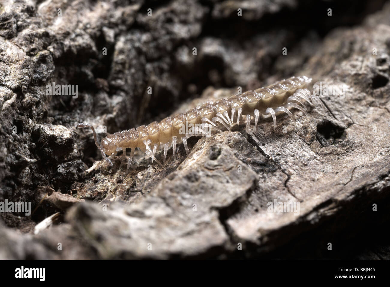 British Centipede High Resolution Stock Photography and Images - Alamy