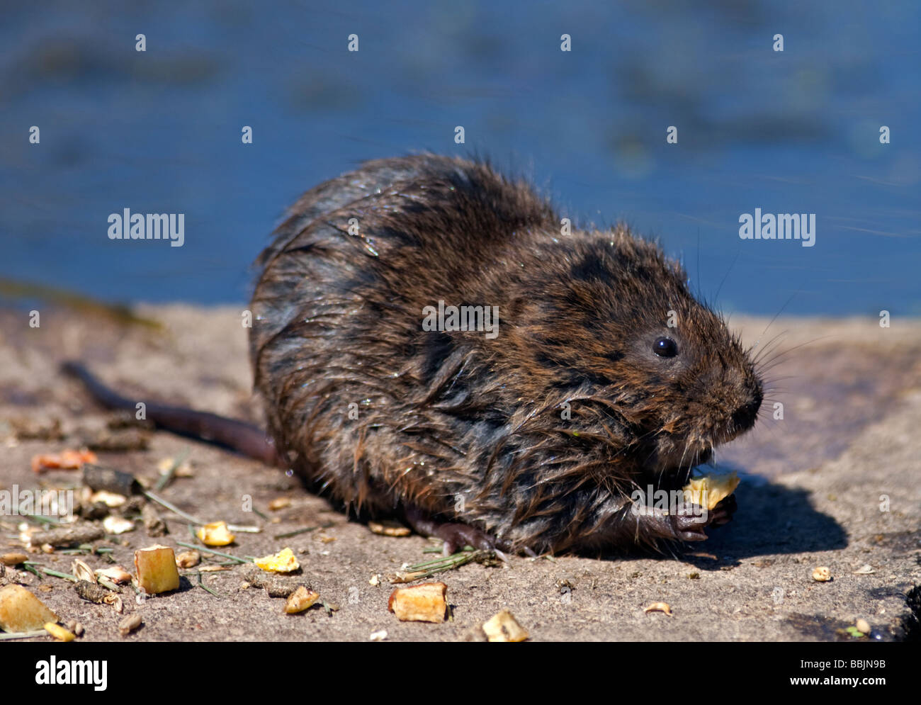 European Water Vole (arvicola amphibius), UK Stock Photo - Alamy