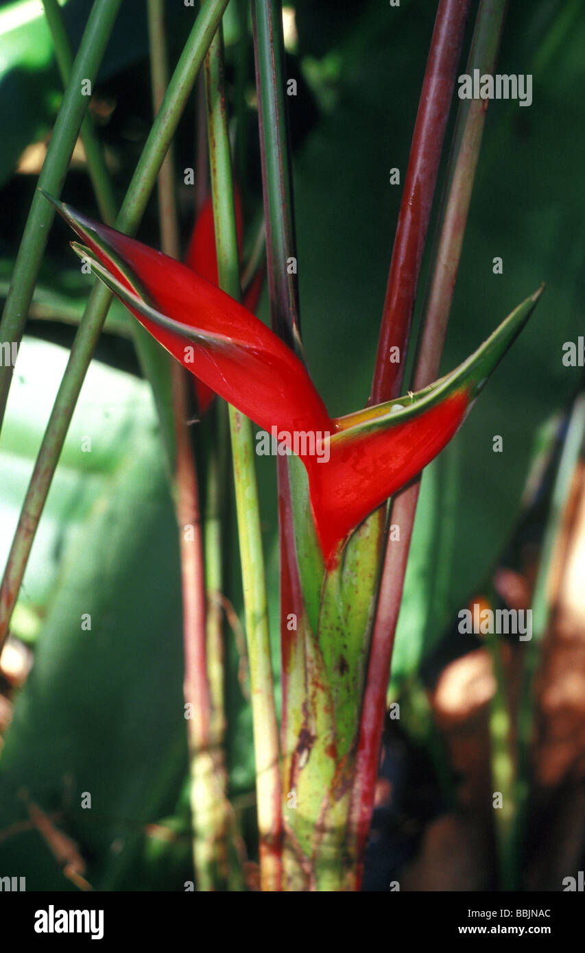 bird of paradise flower taveuni fiji Stock Photo - Alamy