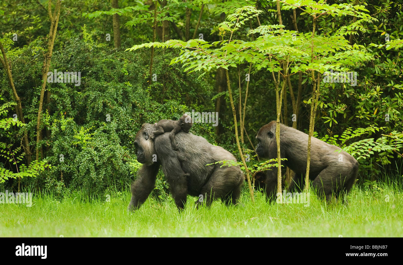 Male gorilla with young hi-res stock photography and images - Alamy