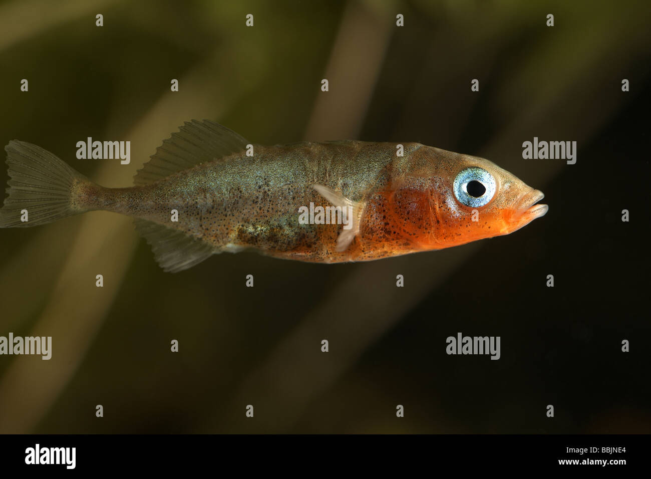Male three spined stickleback Gasterosteus aculeatus in breeding ...