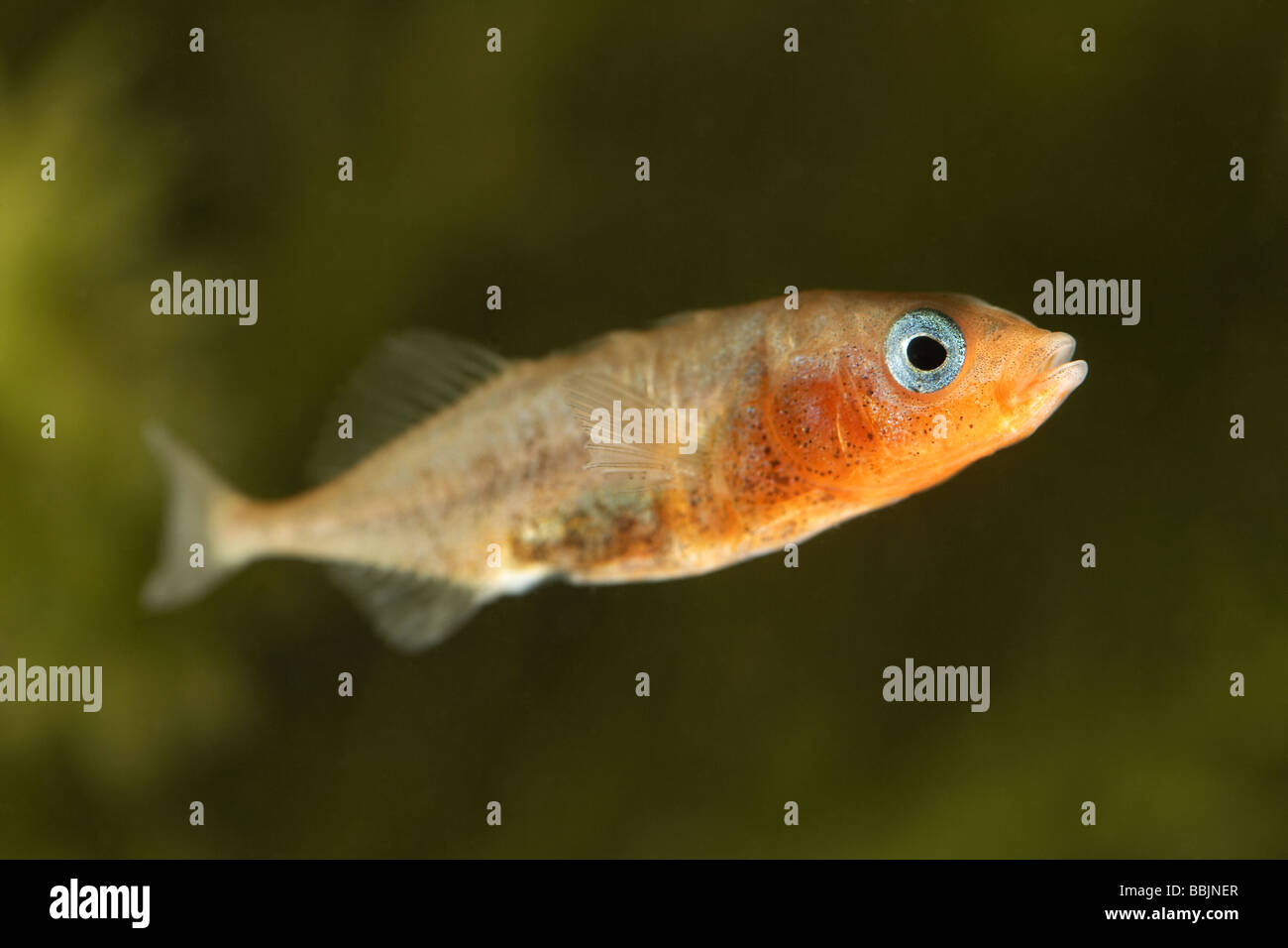 Male three spined stickleback Gasterosteus aculeatus in breeding ...
