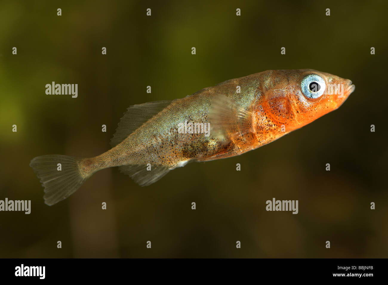 Stickleback hi-res stock photography and images - Alamy