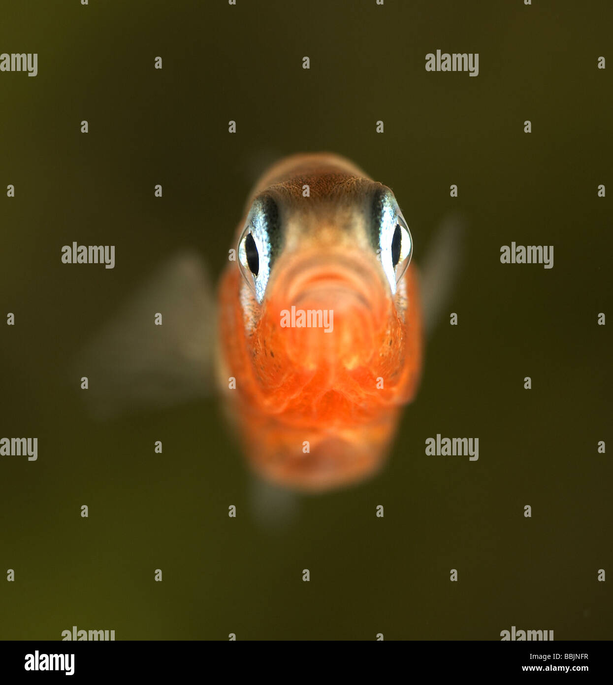 Fish colours hi-res stock photography and images - Alamy