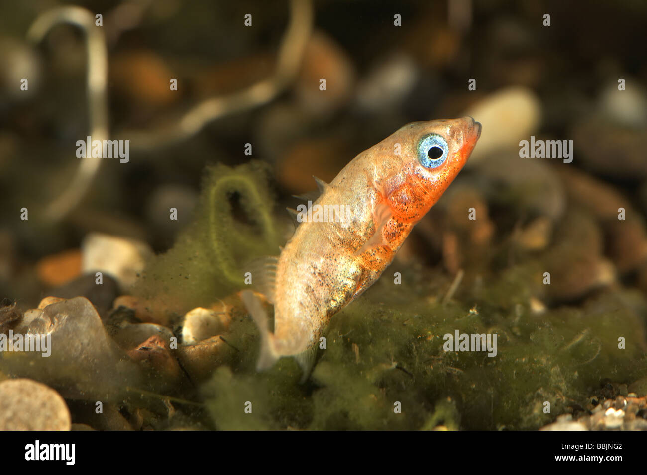Stickleback Nest High Resolution Stock Photography and Images - Alamy