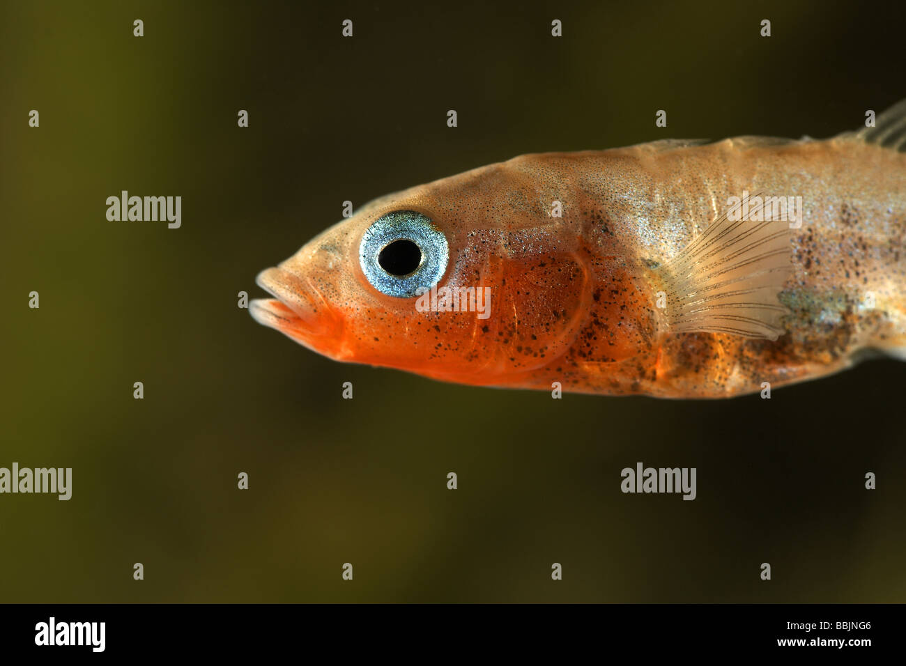 Male three spined stickleback Gasterosteus aculeatus in breeding ...