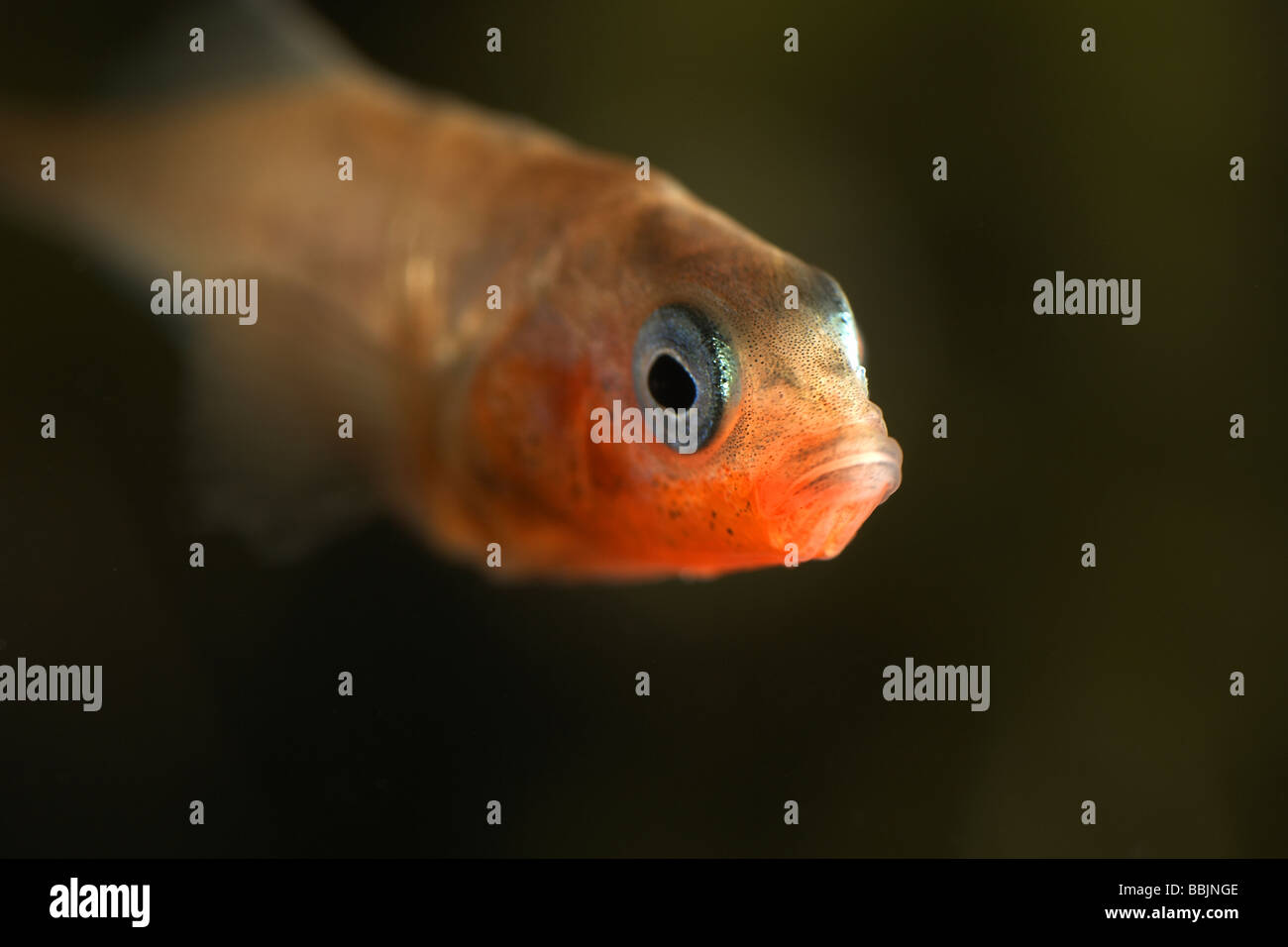 Red stickleback fish hi-res stock photography and images - Alamy