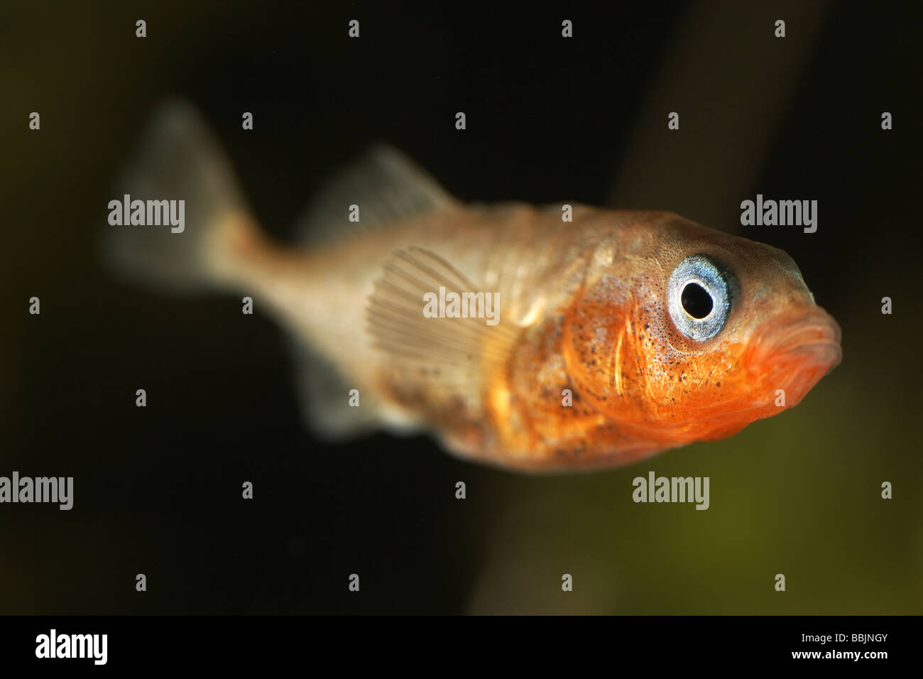 Male three spined stickleback hi-res stock photography and images - Alamy