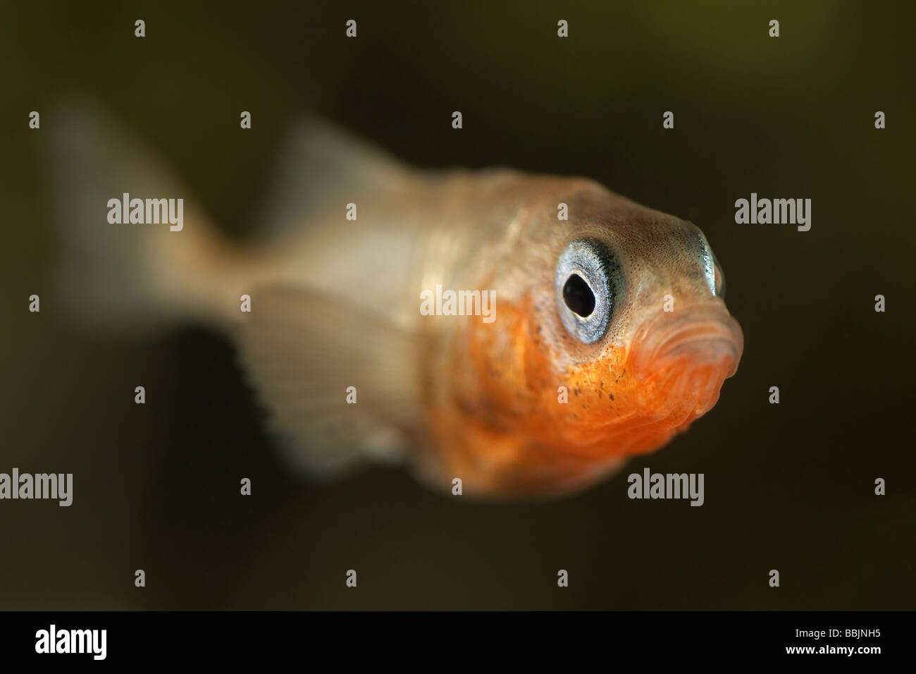 Gasterosteus river hi-res stock photography and images - Alamy