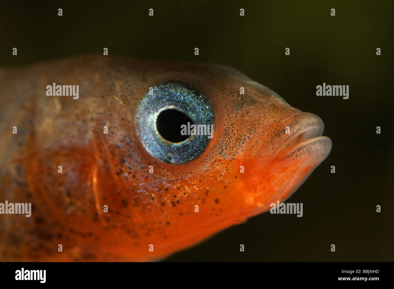 Male three spined stickleback Gasterosteus aculeatus in breeding ...