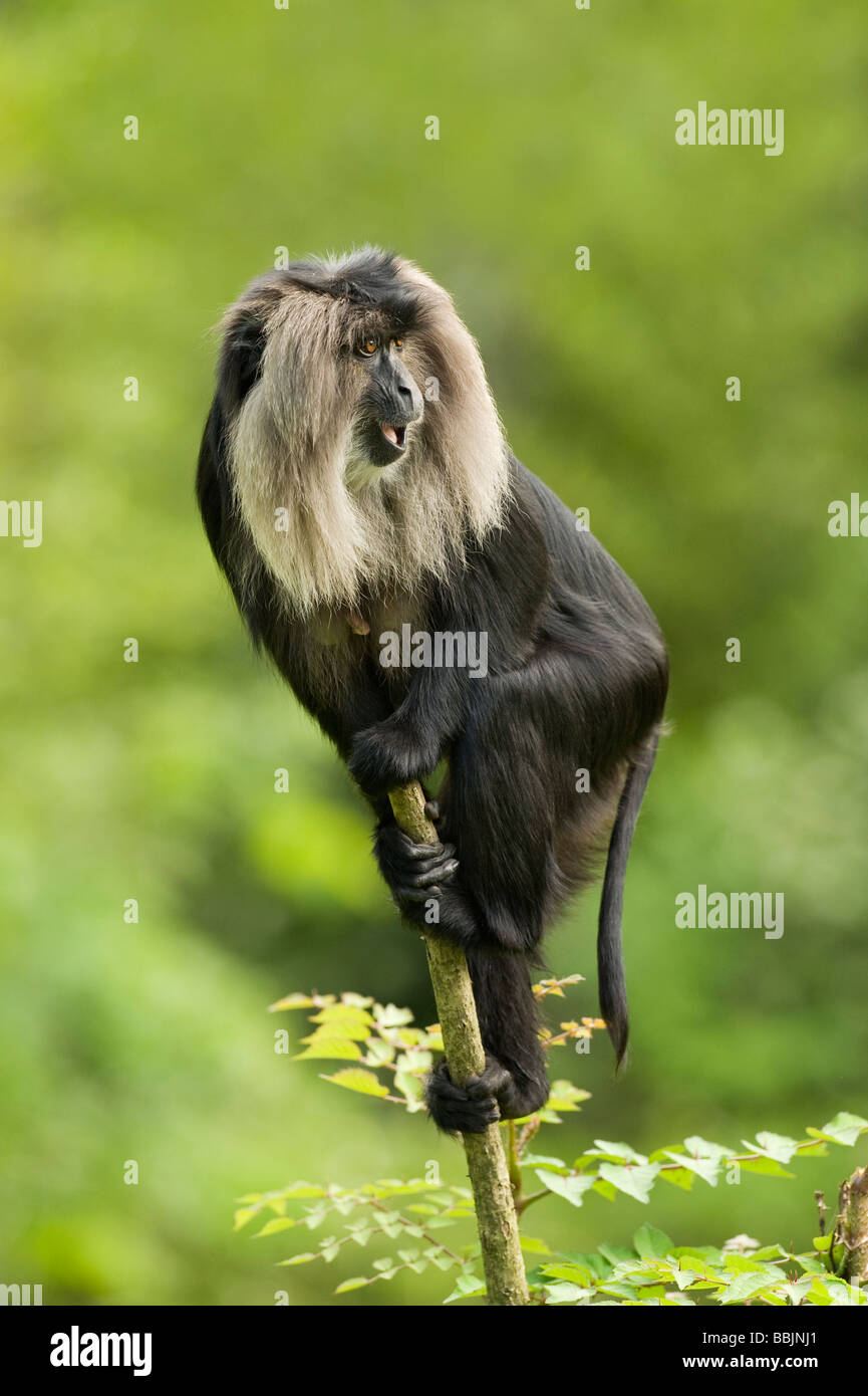 Lion-tailed macaque (Macaca silenus). India. Captive Apenheul ...