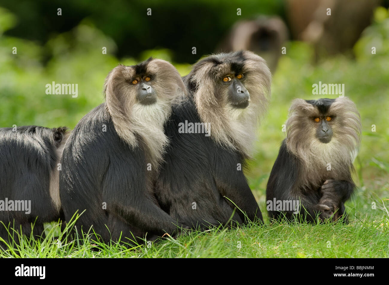 Lion-tailed macaque (Macaca silenus). India. Captive Apenheul ...