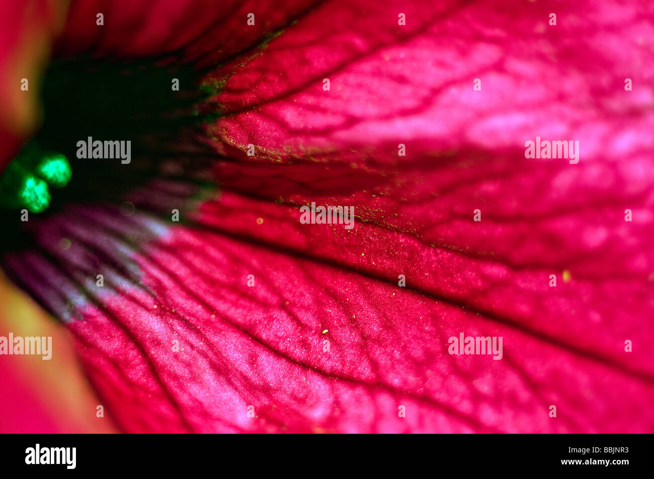 Macro photo of plant sap hi-res stock photography and images - Alamy