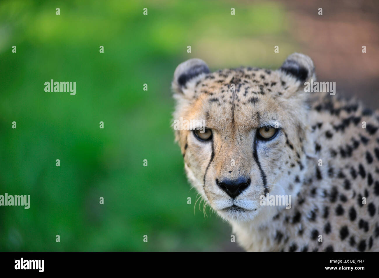 close portrait of a cheetah looking at camera Stock Photo - Alamy
