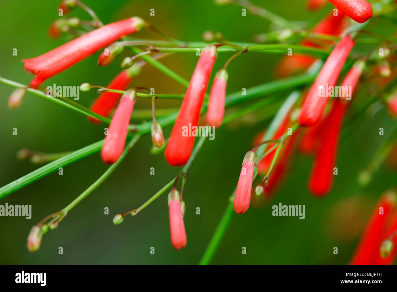Firecracker plant hi-res stock photography and images - Alamy