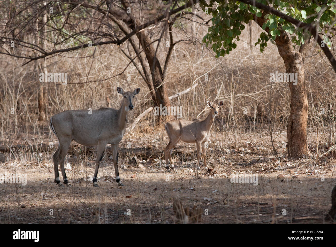 Indian antelope species hi-res stock photography and images - Alamy