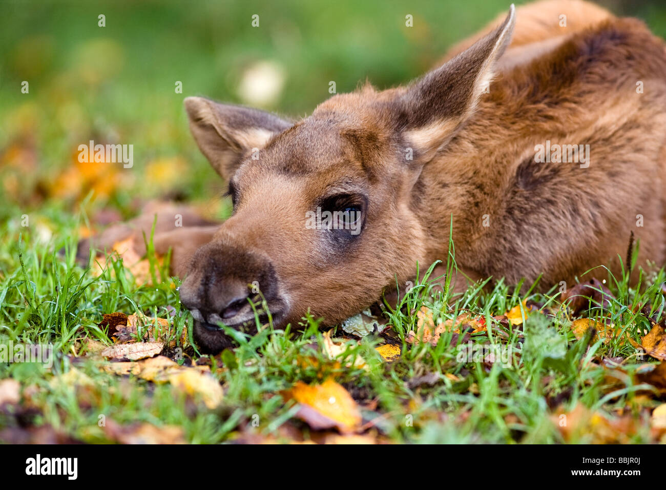 Moose (Alces alces Stock Photo - Alamy