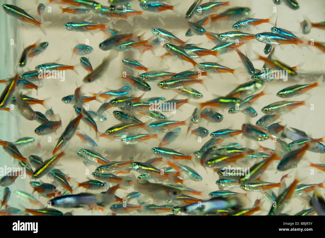 fish for sale in the Bird and Flower Market in Kunming China Stock ...