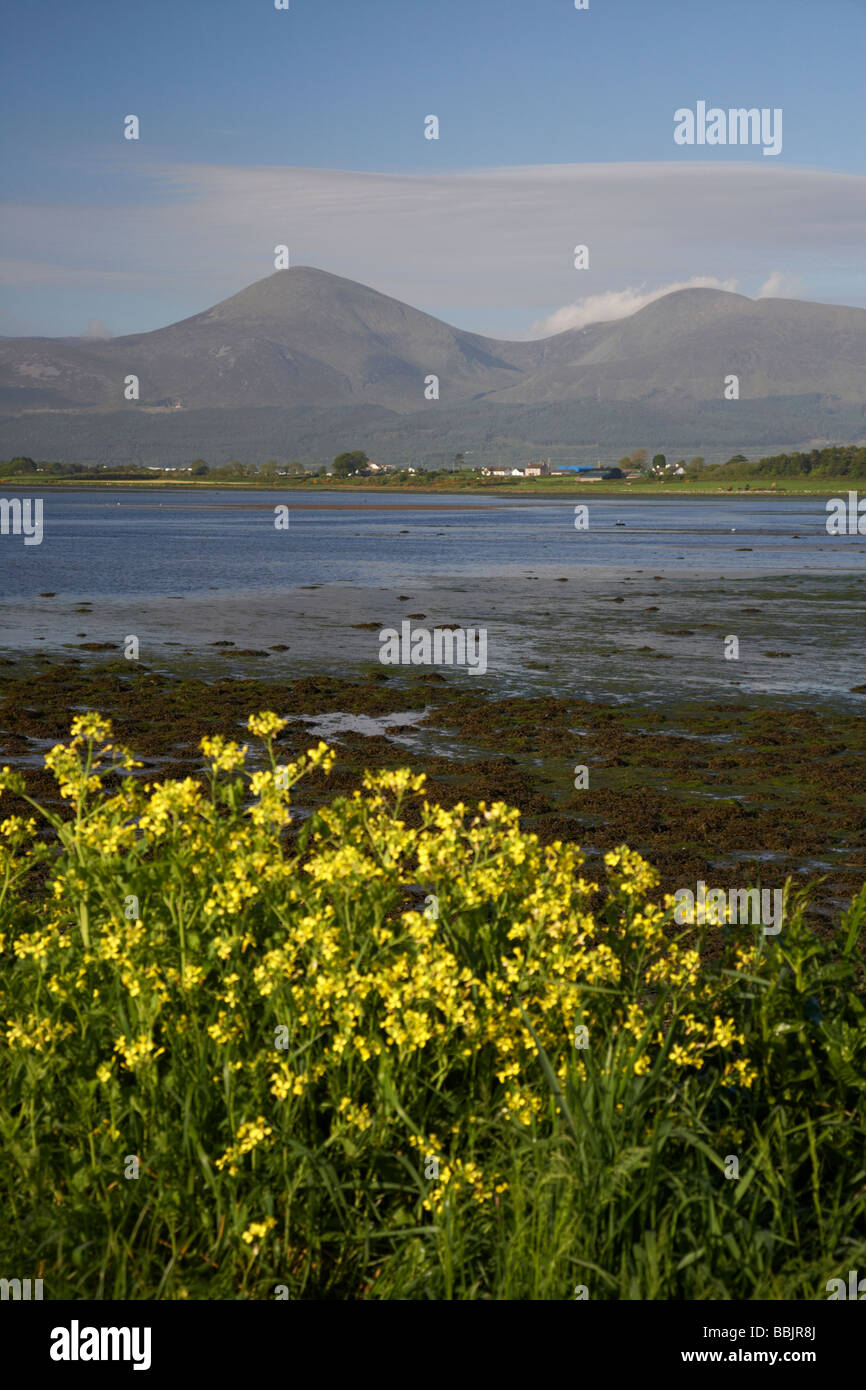 shoreline at murlough nature reserve with the mourne mountains in the ...