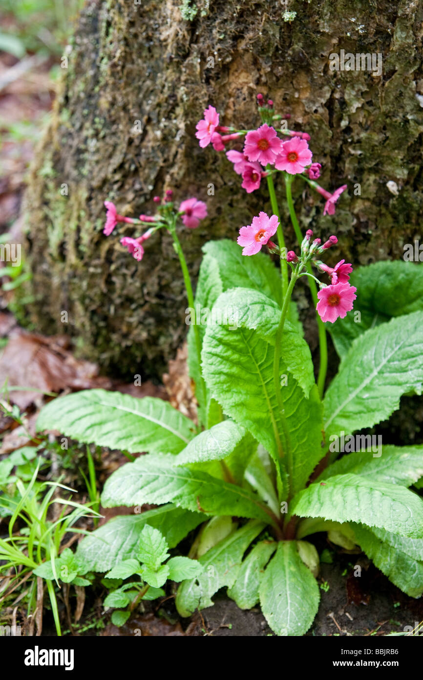 Japanese Primrose (Primula Japonica) growing wild in the forests of ...