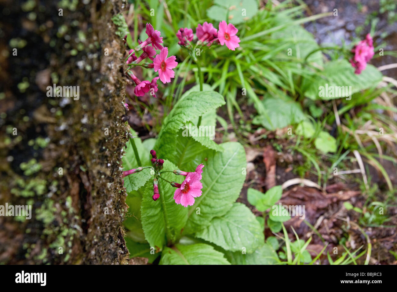 Japanese Primrose in the forests of Togakushi, Nagano, Prefecture ...