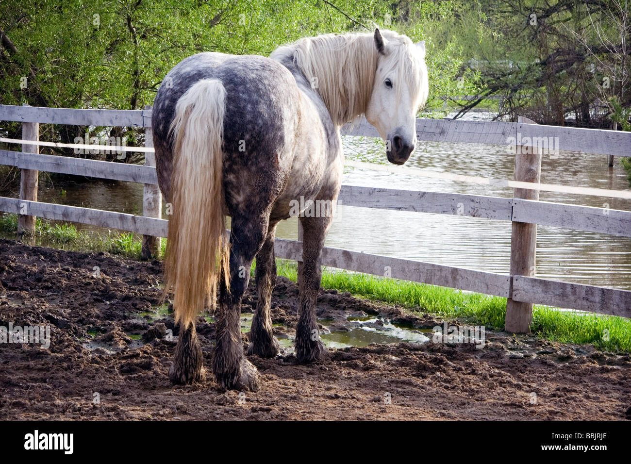 Horse at Danada Forest Preserve Farm Stock Photo - Alamy