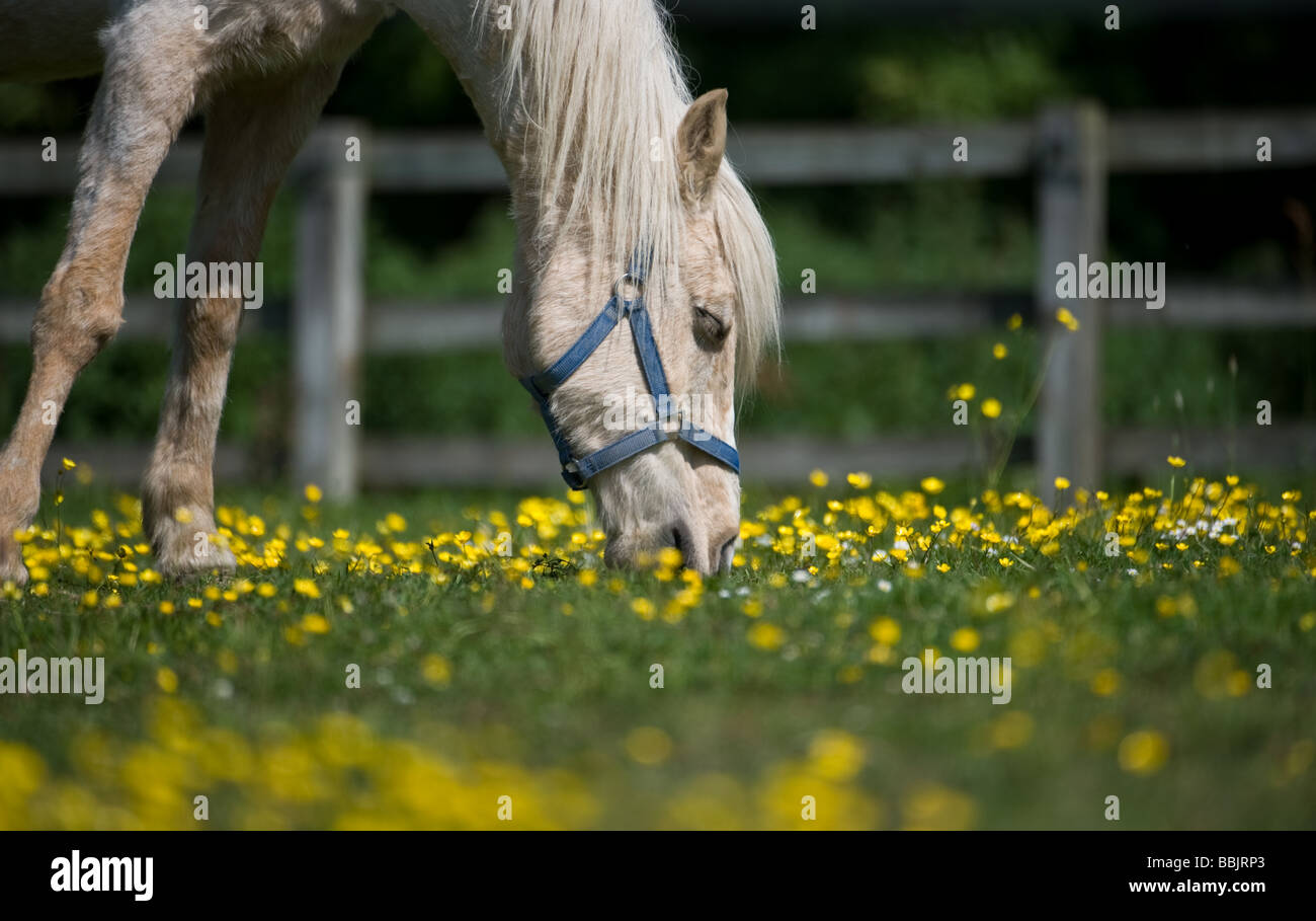 Horse grazing in field, paddock, meadow in yellow buttercups and grass ...