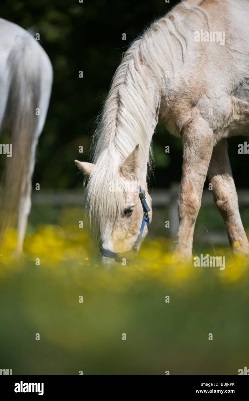 Horse grazing in field, paddock, meadow in yellow buttercups and grass ...
