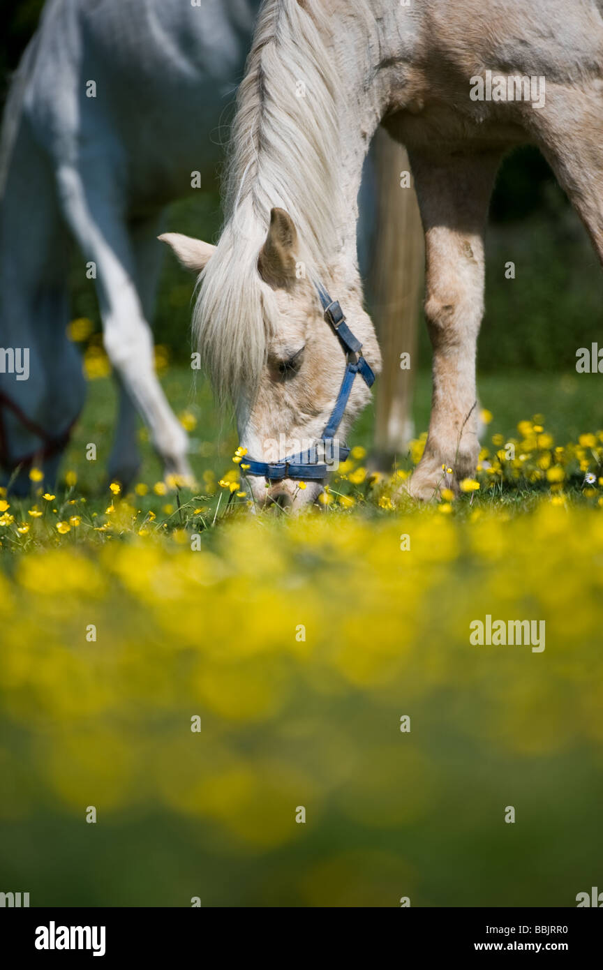 Horse grazing in field, paddock, meadow in yellow buttercups and grass ...