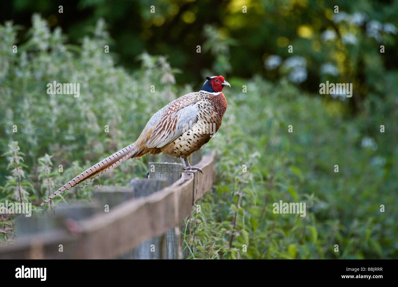 pheasant on fence Stock Photo - Alamy