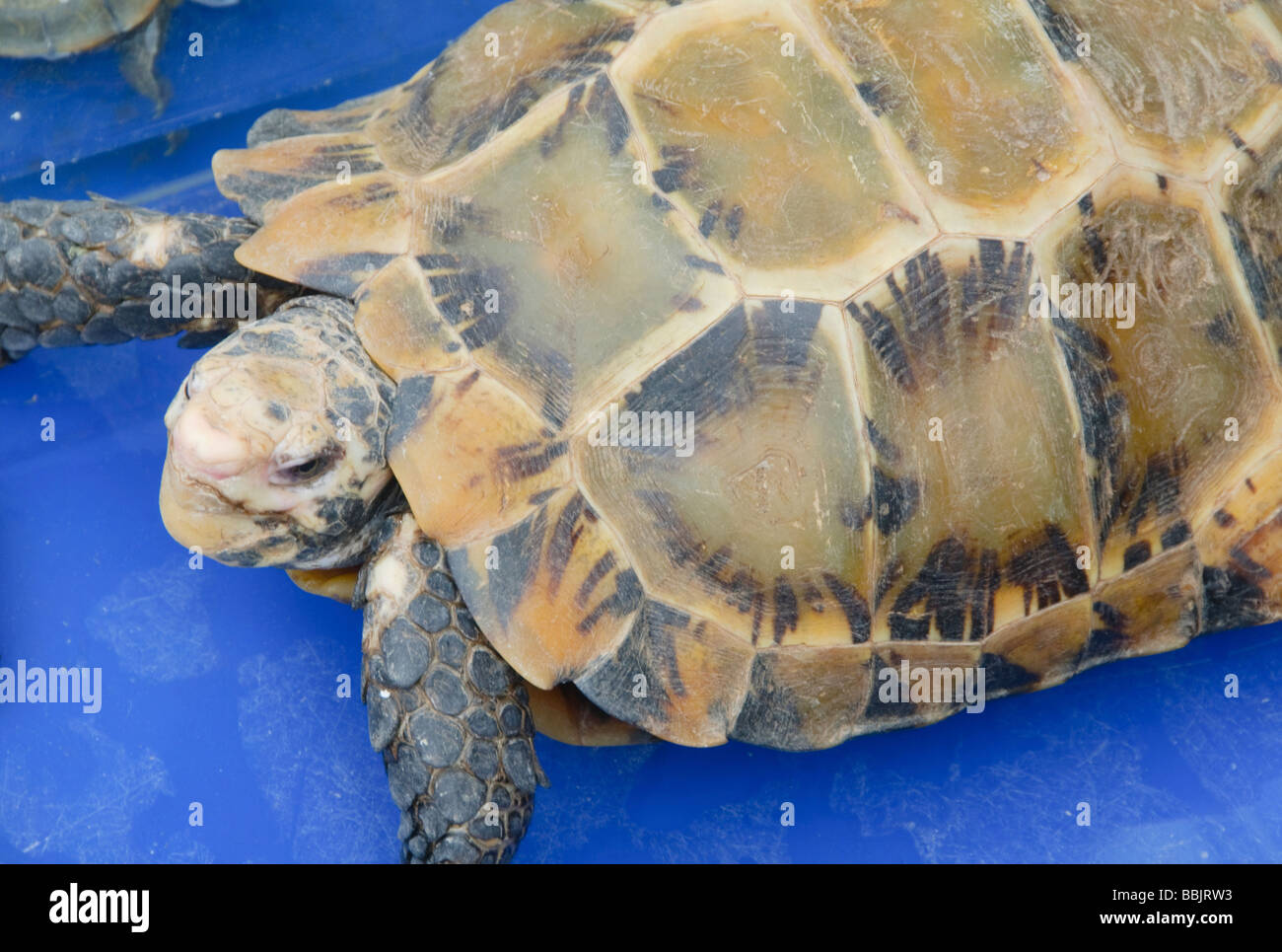 Bird market kunming hi-res stock photography and images - Alamy