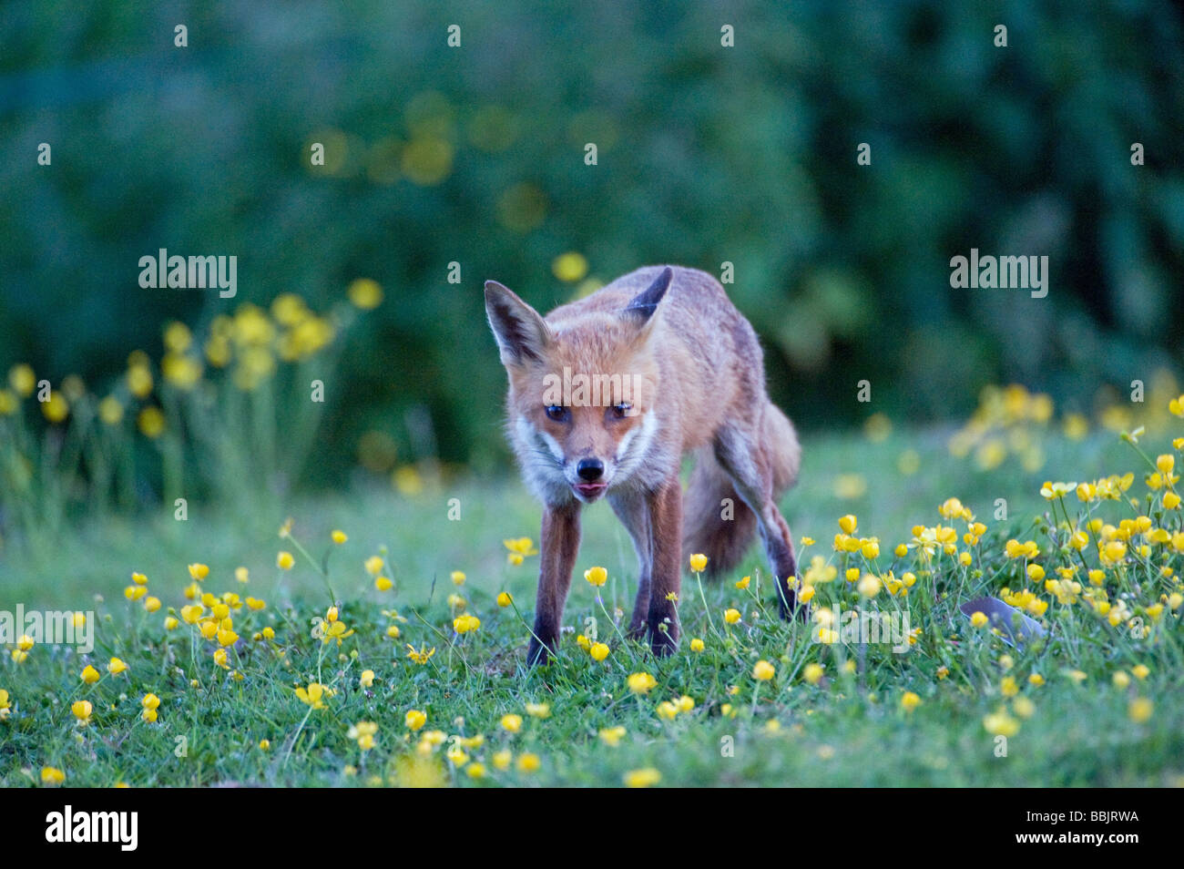 young, cute, wild rural fox exploring and looking for food in a field ...