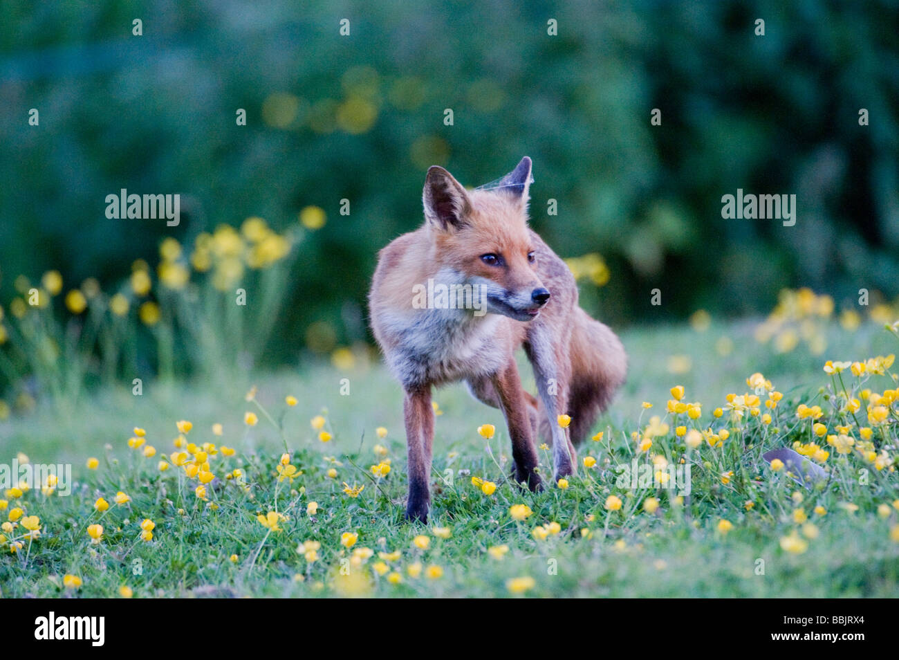 young, cute, wild rural fox exploring and looking for food in a field ...