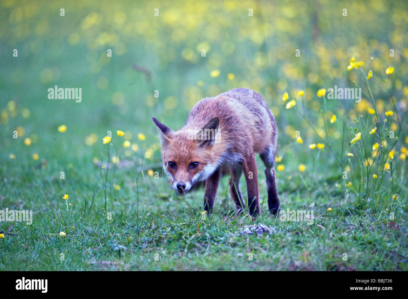 English countryside animals hi-res stock photography and images - Alamy