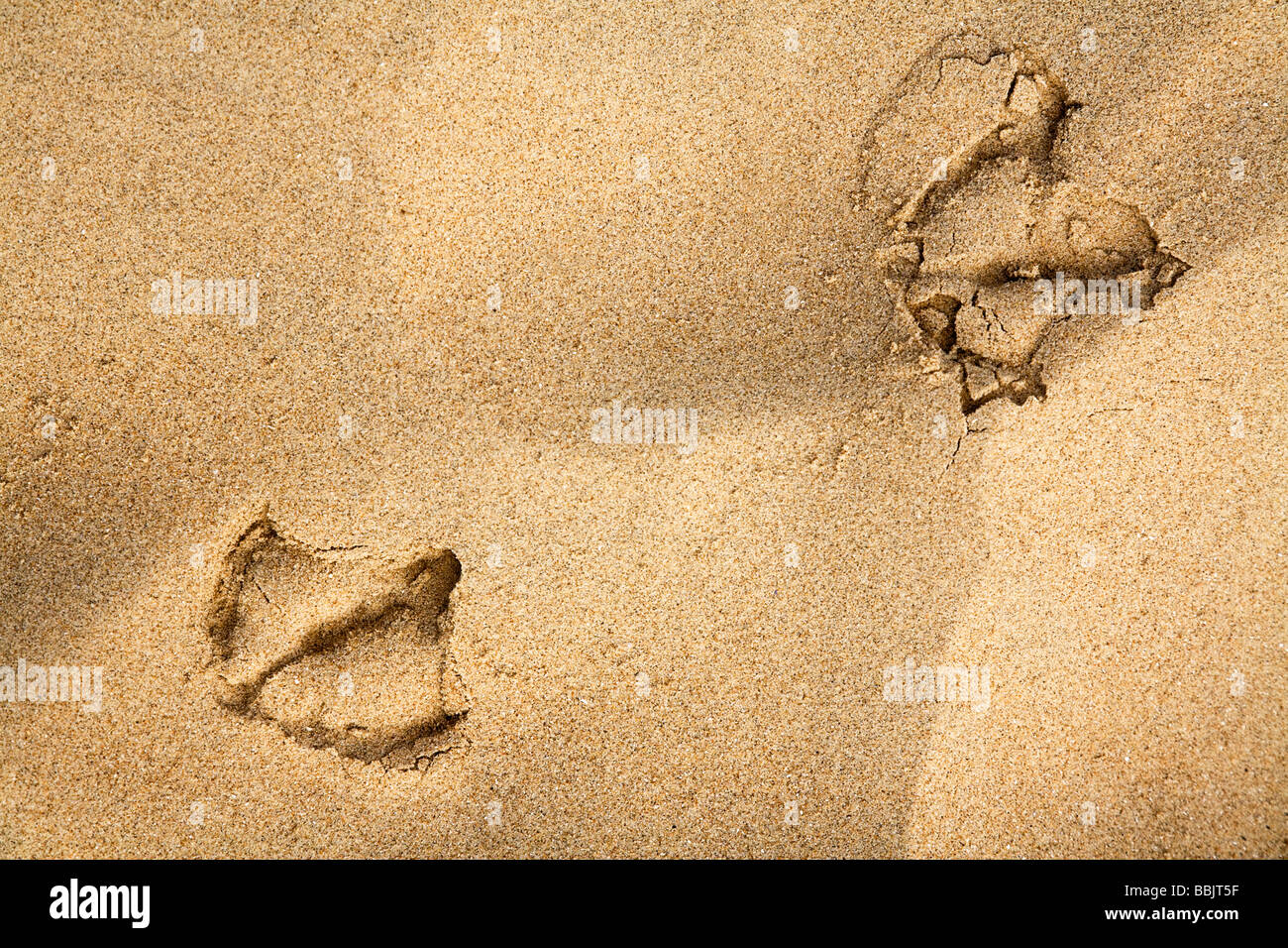 Gull footprints hi-res stock photography and images - Alamy
