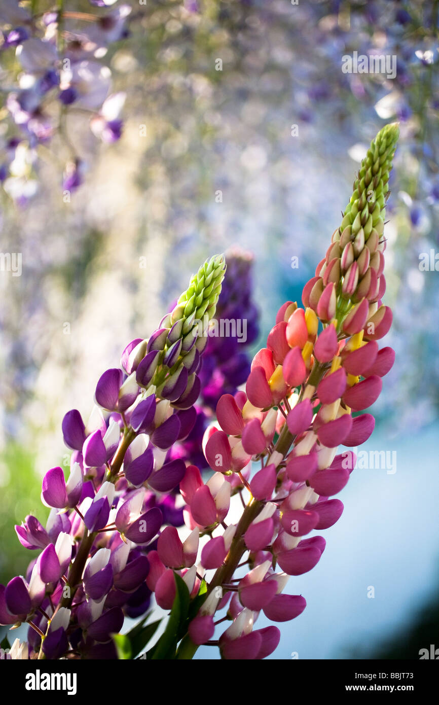 Lupin flowers hi-res stock photography and images - Alamy
