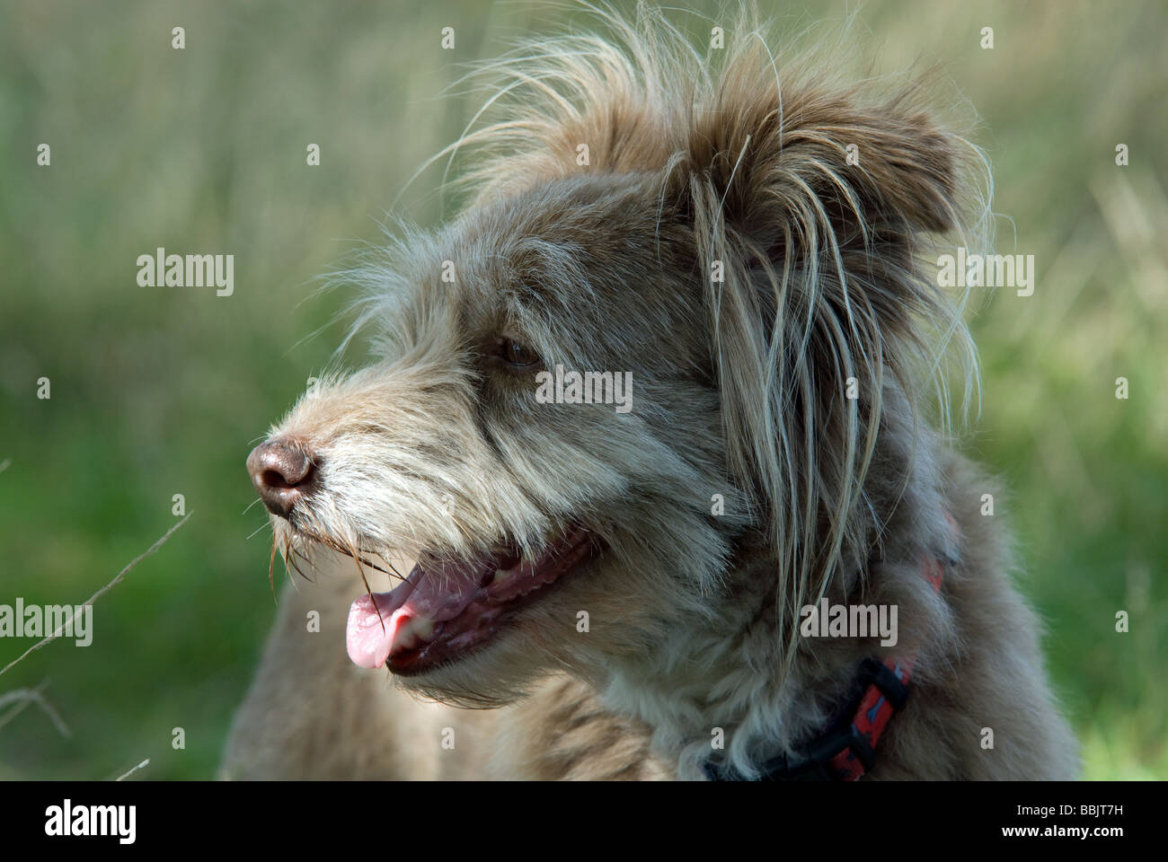 Cute, fluffy, unusual k9 dog in relaxed pose with adorable fluffy ears ...