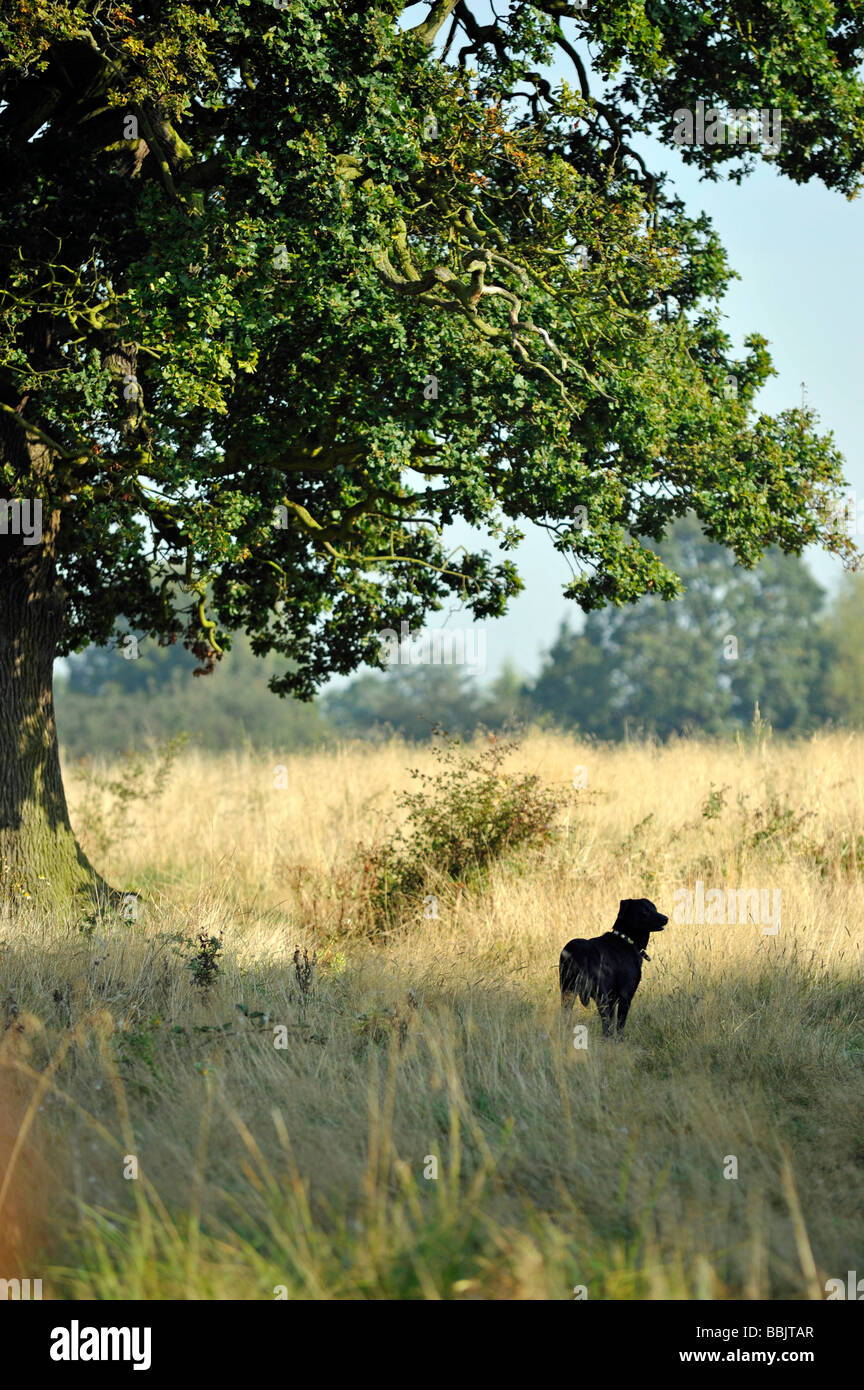 dog in meadow Stock Photo - Alamy