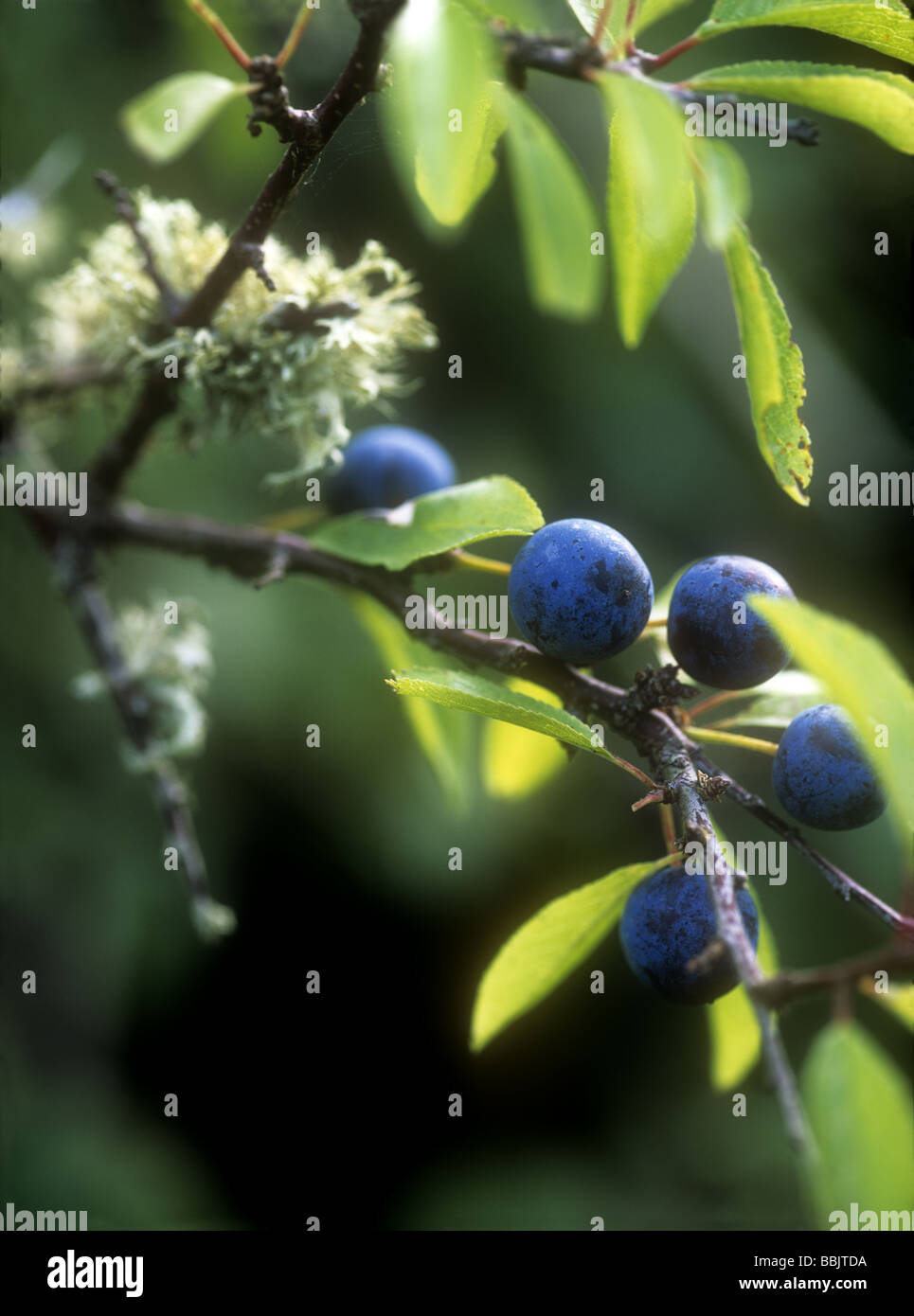 Sloes (Prunus spinosa) growing wild in a hedgerow in Cornwall, UK Stock ...