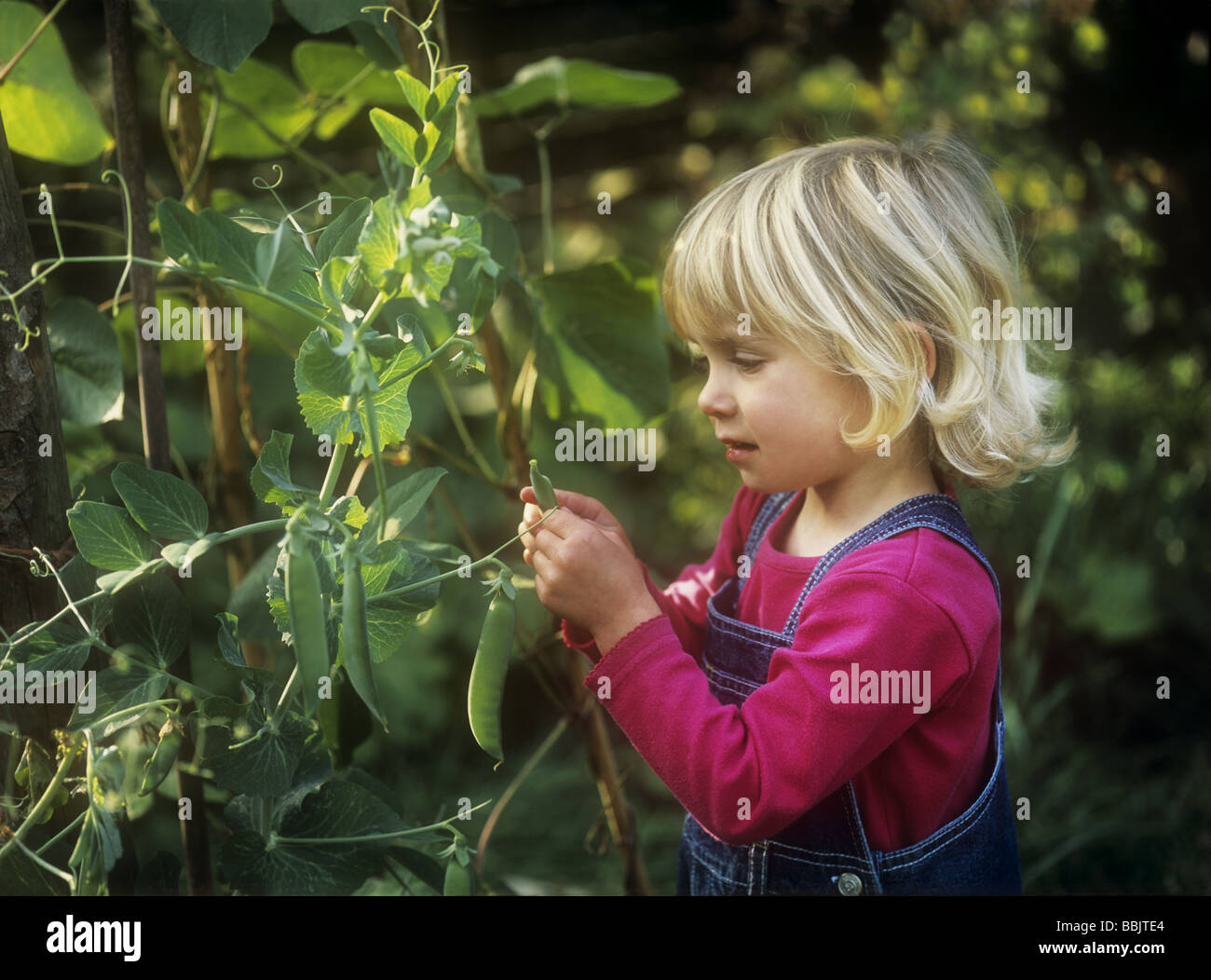 Pea picking hi-res stock photography and images - Alamy