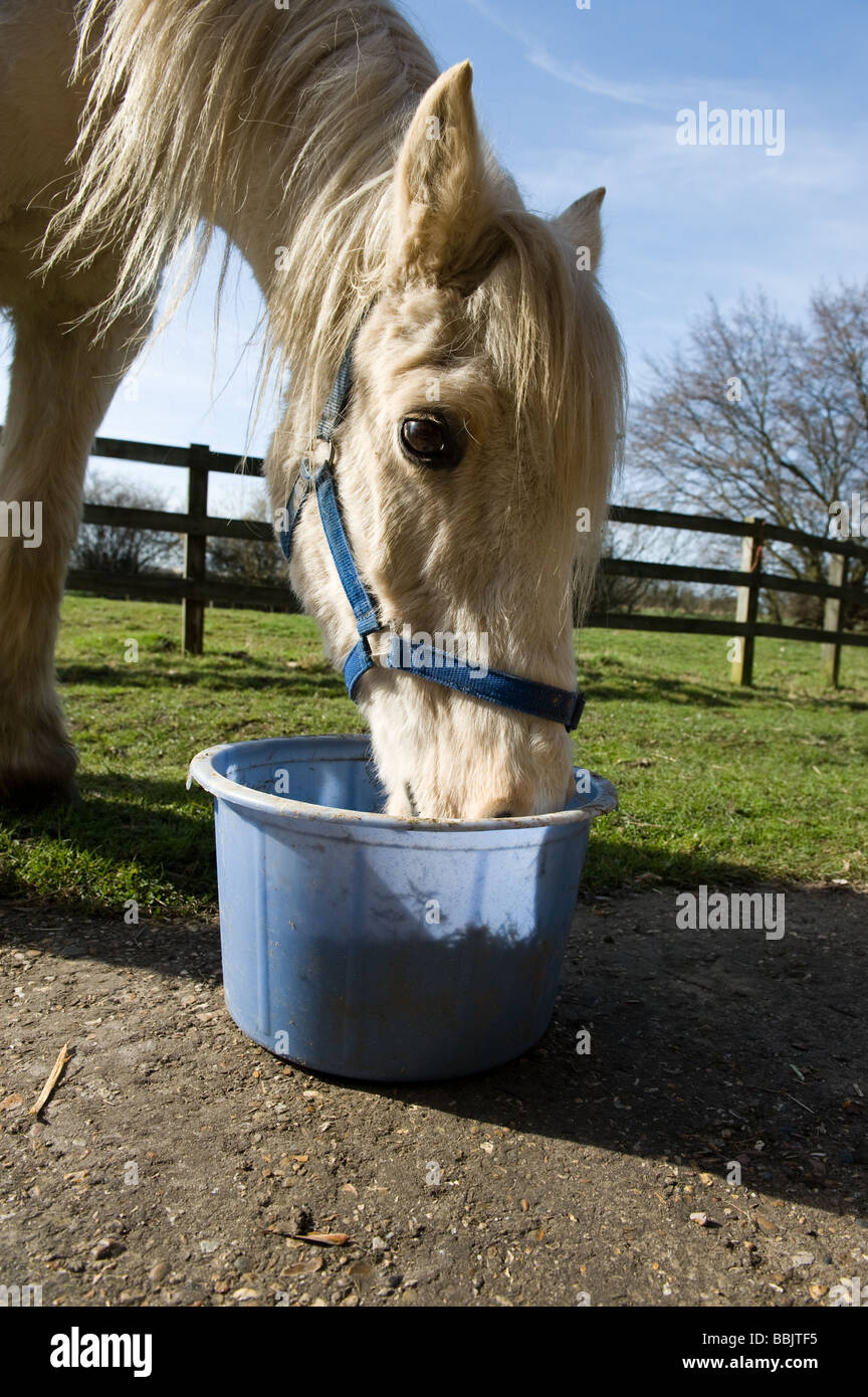 Horse feed bucket hi-res stock photography and images - Alamy