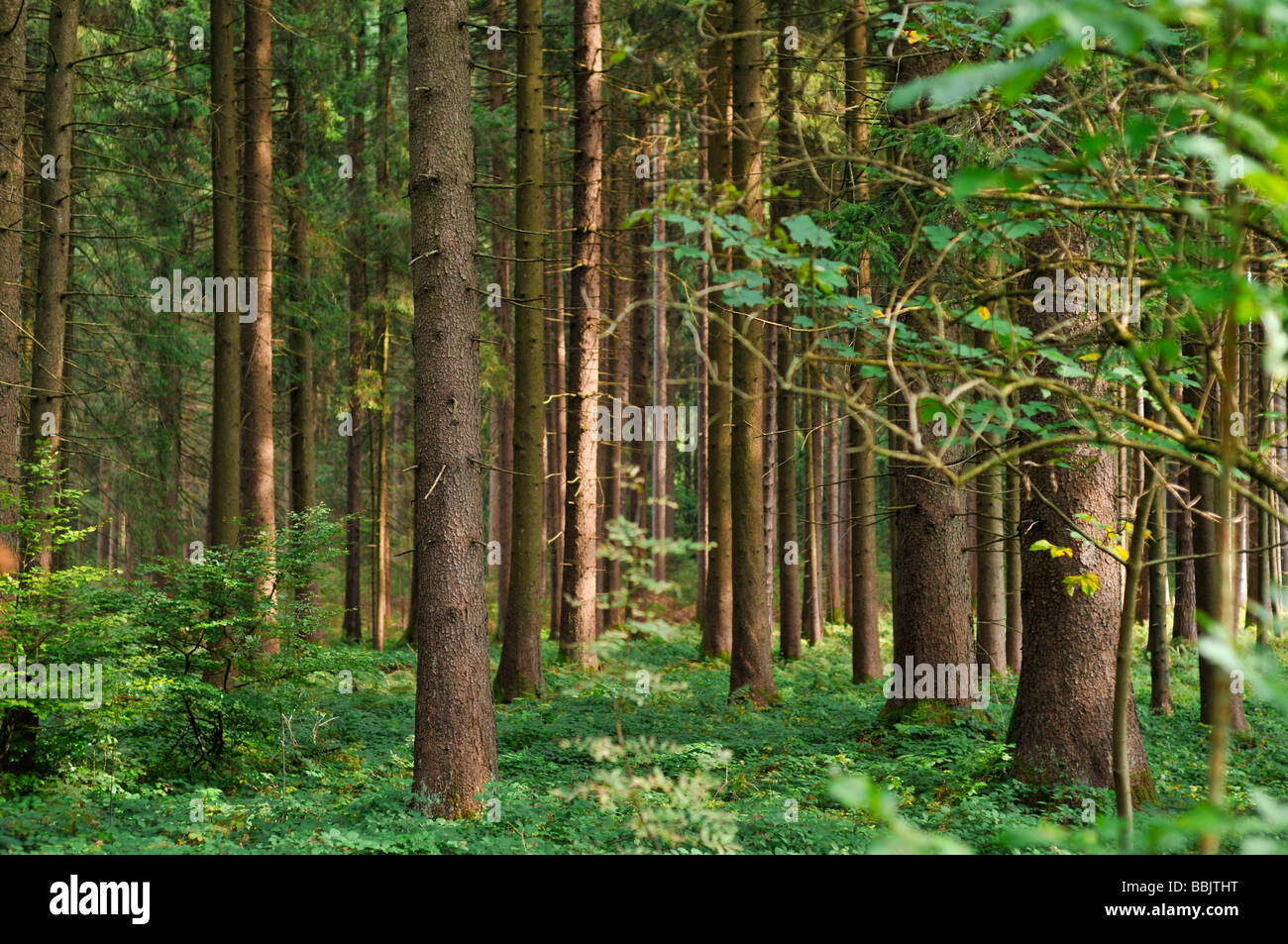 Pine tree forest easy lighten Stock Photo - Alamy