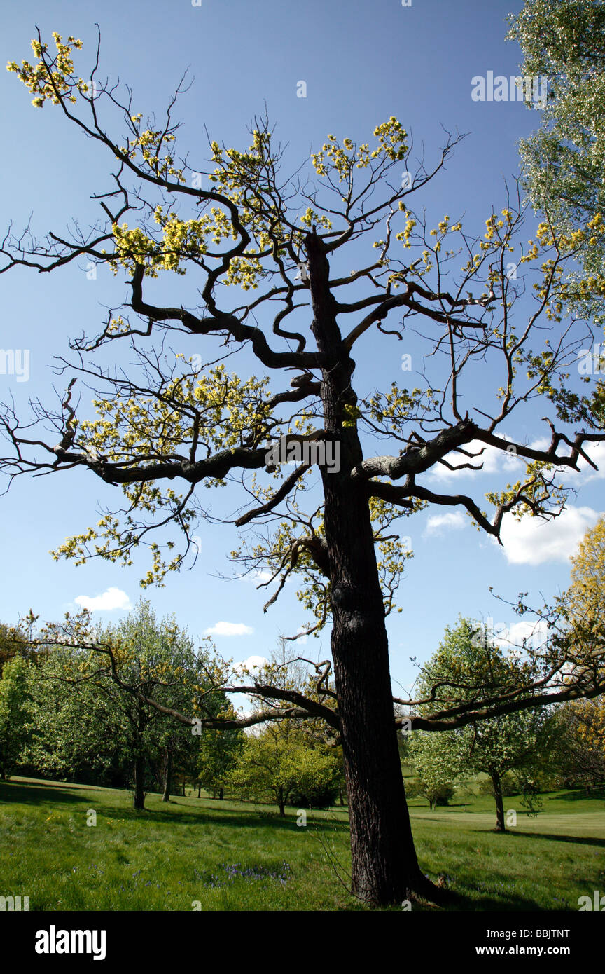 Oak tree in spring hi-res stock photography and images - Alamy