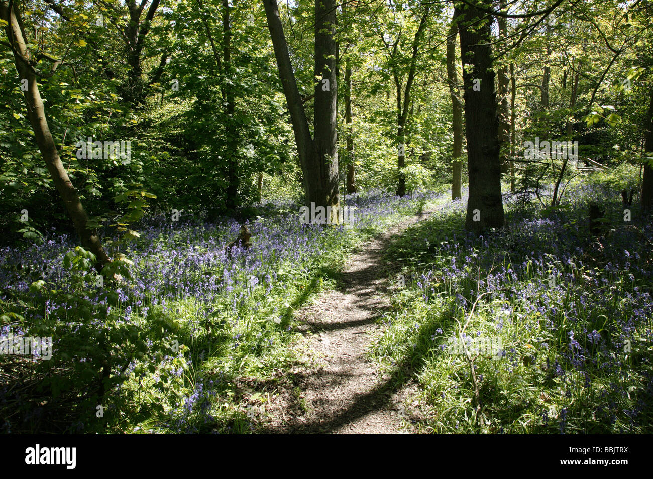 Spring Blubells flowering in Summer Houser Hill Wood, Beckenham Place ...