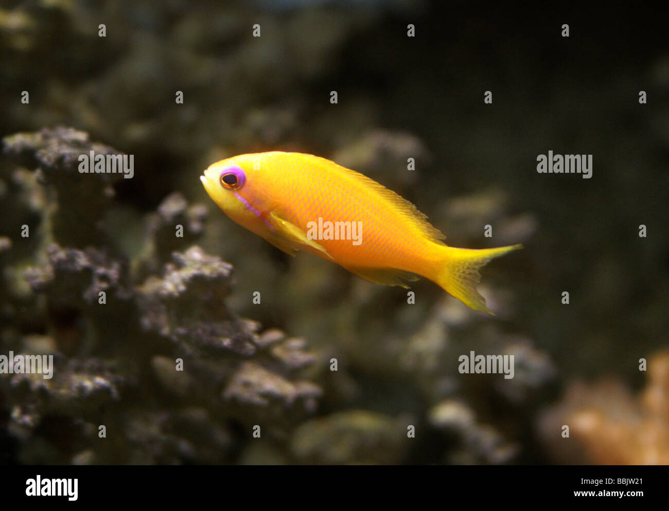 Sea Goldie or Lyretail Anthias, Pseudanthias squamipinnis, Serranidae ...