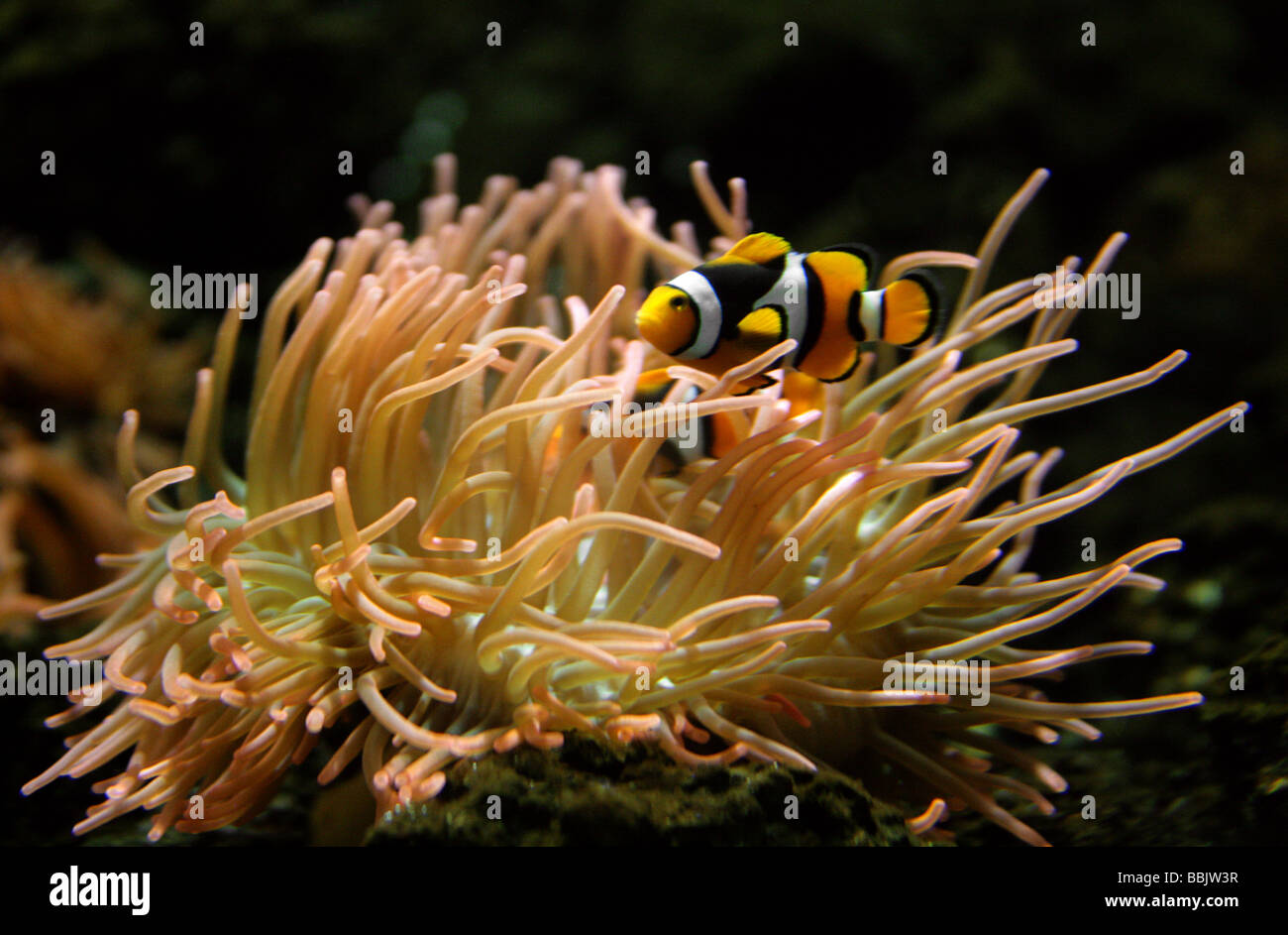 Orange Clownfish aka Anemone Fish, Amphiprion percula. Magnificent Sea ...