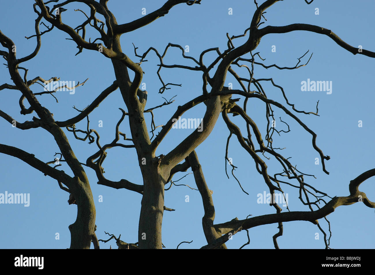 Winter tree branches Stock Photo - Alamy